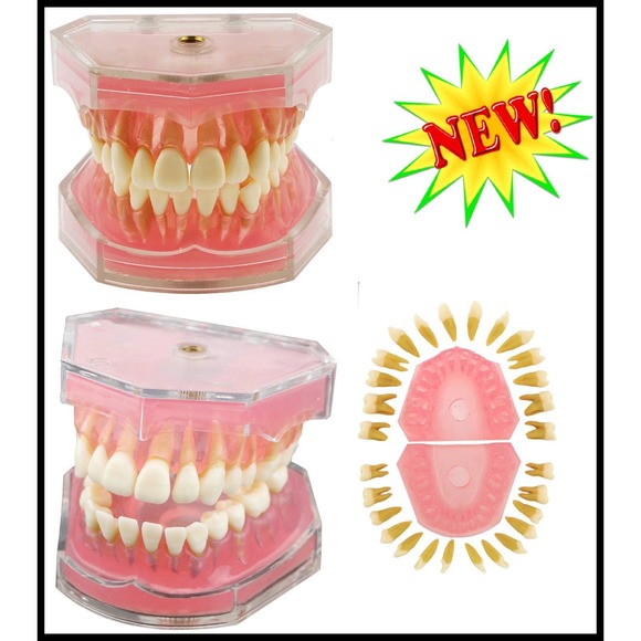 The Unbranded Brand | Other | Dental Study Model Removable Teeth Soft ...